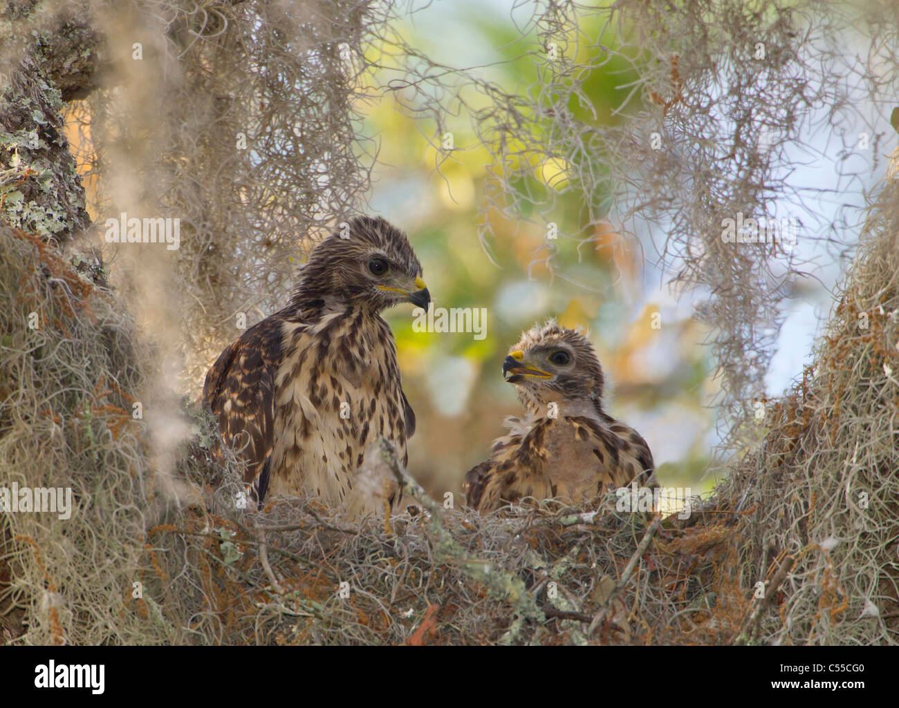 Red shouldered hawk nest hi-res stock photography and images - Alamy