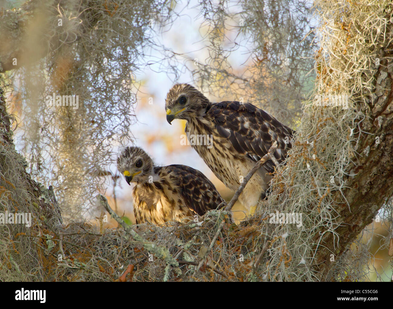 Red shouldered hawk nest hi-res stock photography and images - Alamy