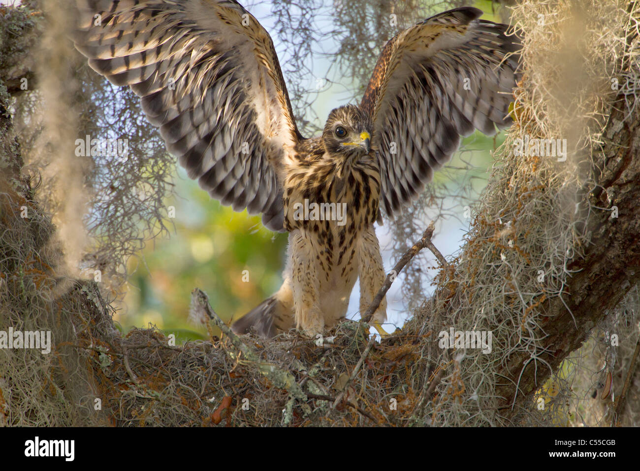 Red shouldered Hawk (Buteo lineatus) juvenile flapping wings in nest ...