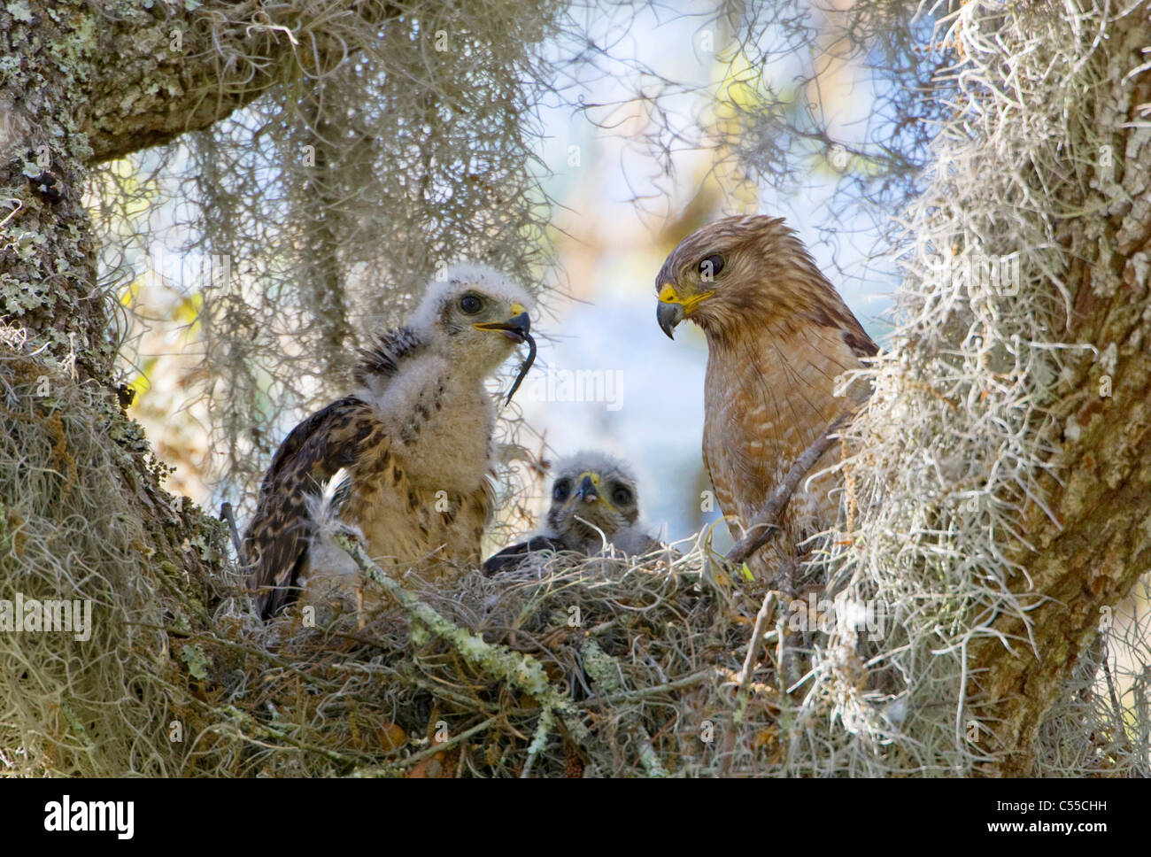 Red shouldered hawk eating worm hi-res stock photography and images - Alamy
