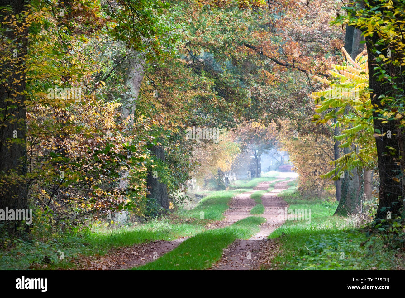 The Netherlands, Winterswijk, Autumn colours, trees, country road Stock ...