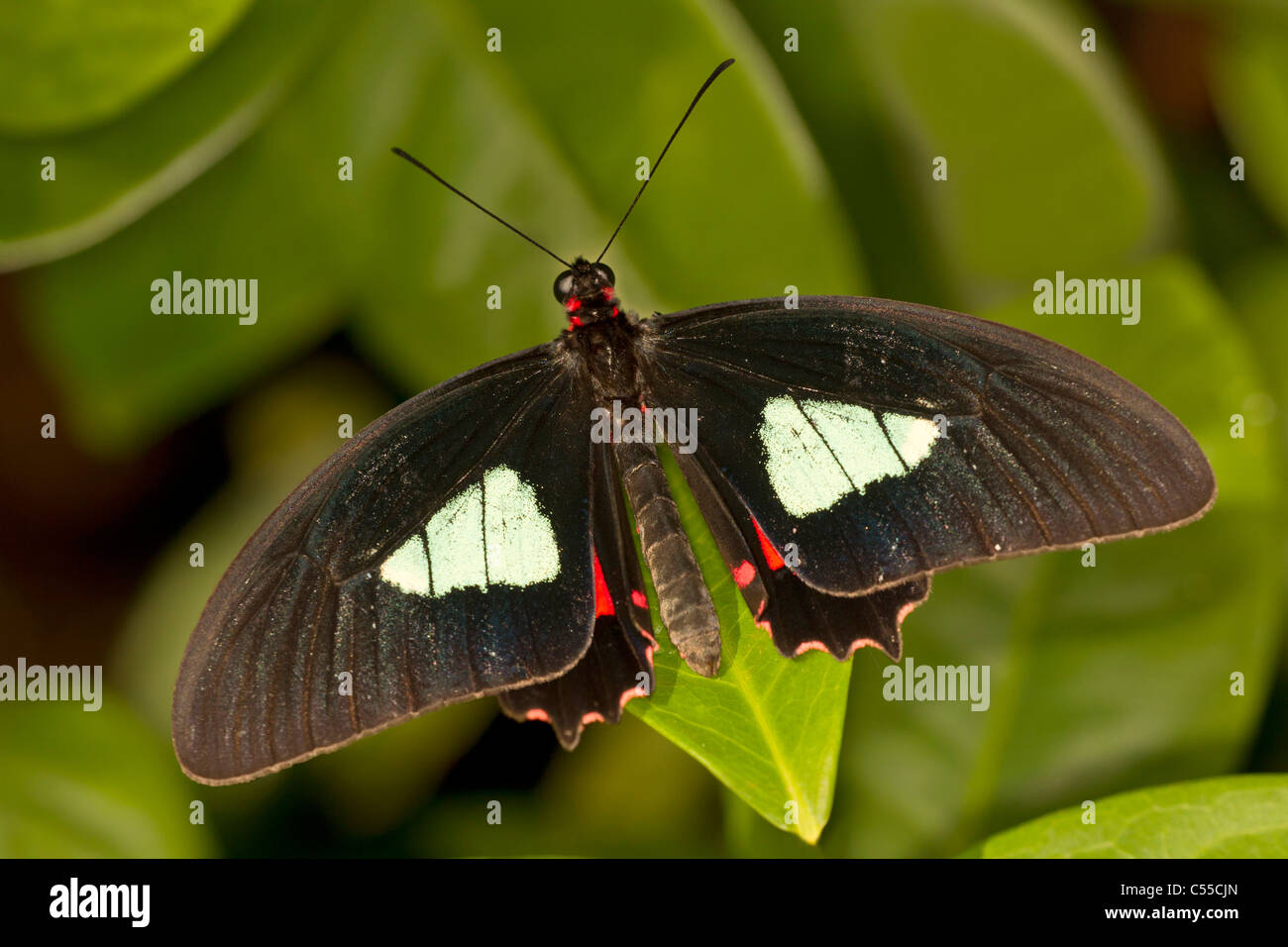 Arcas Cattleheart Butterfly (Parides arcas Stock Photo - Alamy