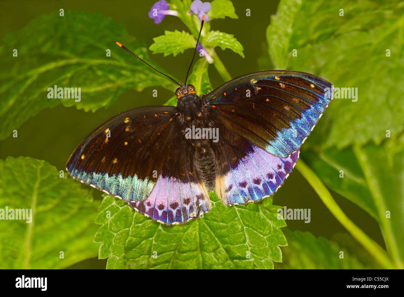 Archduke Butterfly (Lexias pardalis Stock Photo - Alamy