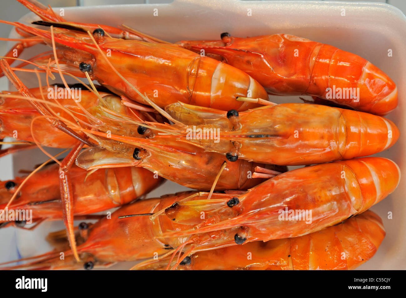 Chatuchak market animals hi-res stock photography and images - Alamy