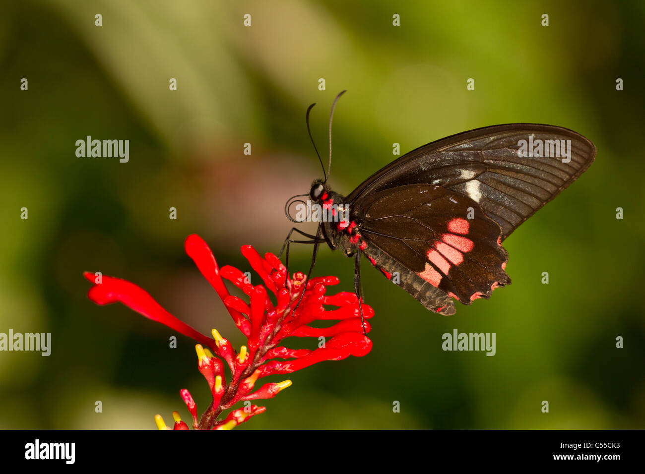 Arcas Cattleheart Butterfly (Parides arcas Stock Photo - Alamy