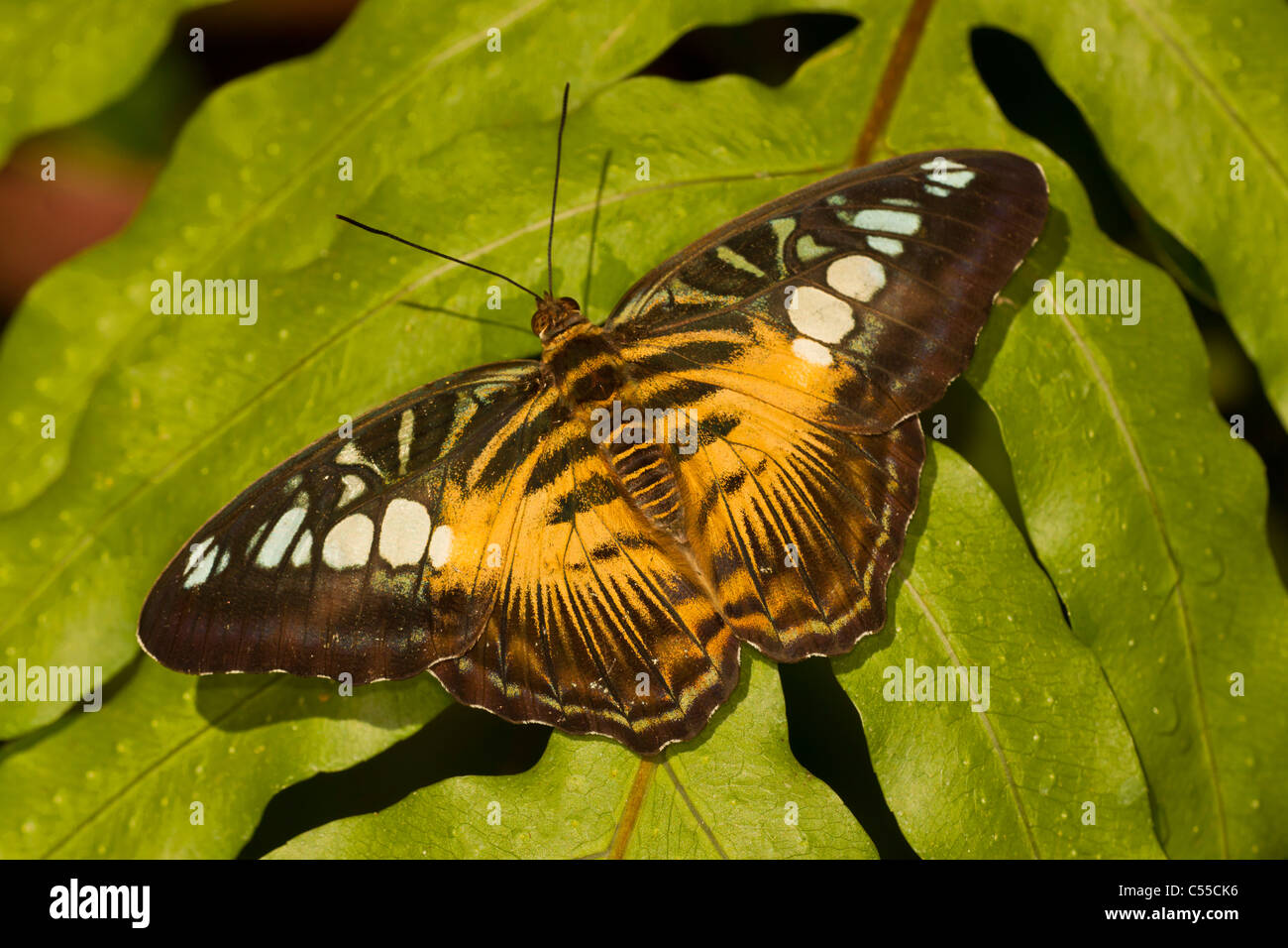 Brown Clipper Butterfly (Parthenos sylvia Stock Photo - Alamy