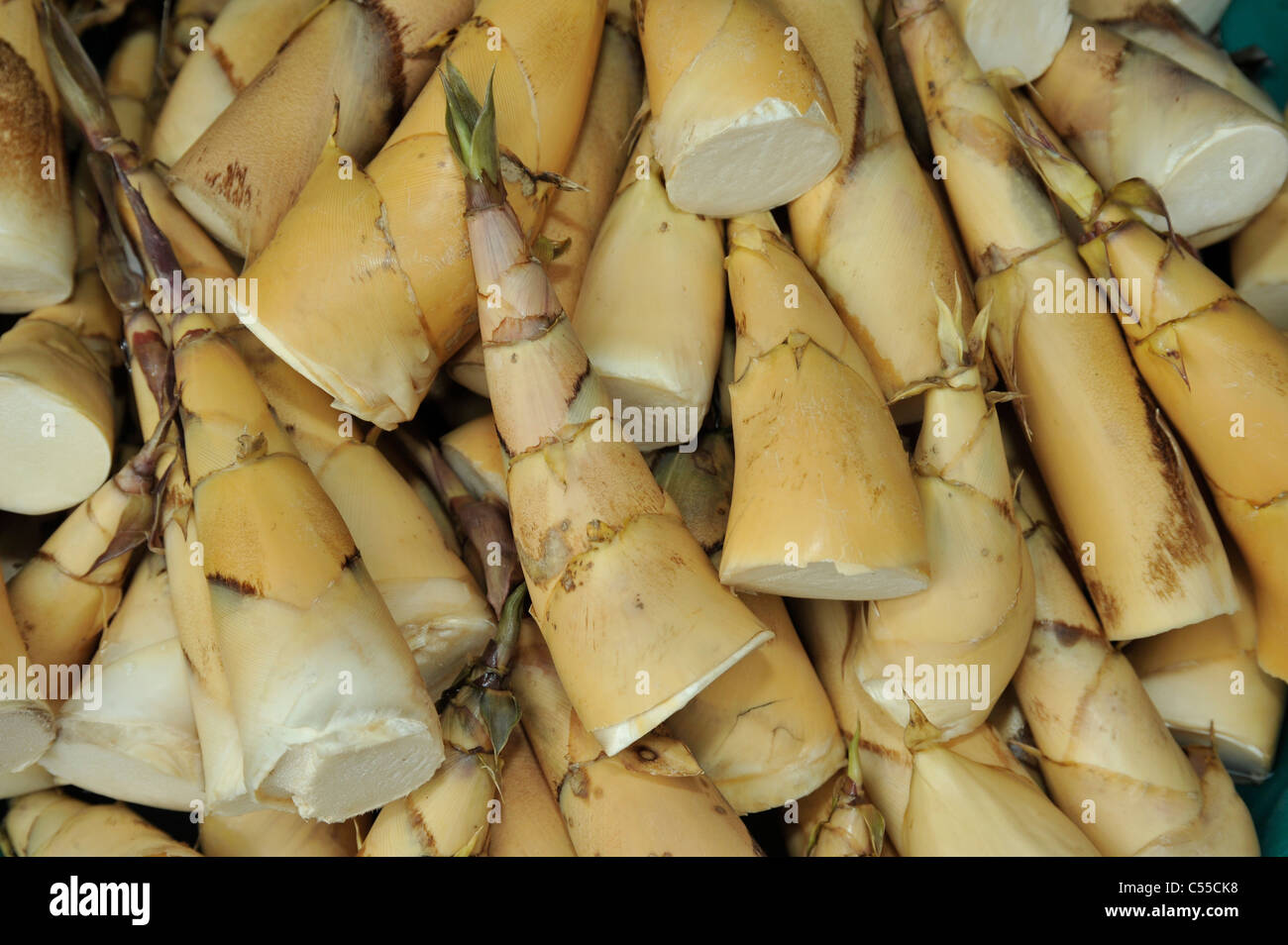 Close-up of bamboo shoots Stock Photo - Alamy