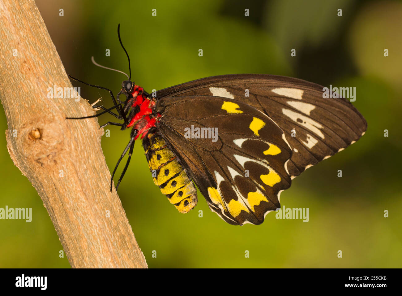 Common Green Birdwing Butterfly (Ornithoptera priamus Stock Photo - Alamy