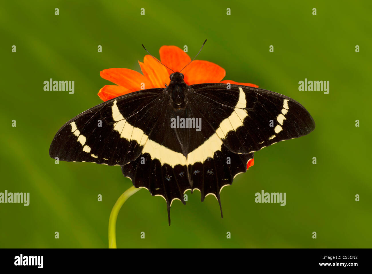 Magnificent Swallowtail Butterfly (Papilio garamas Stock Photo - Alamy