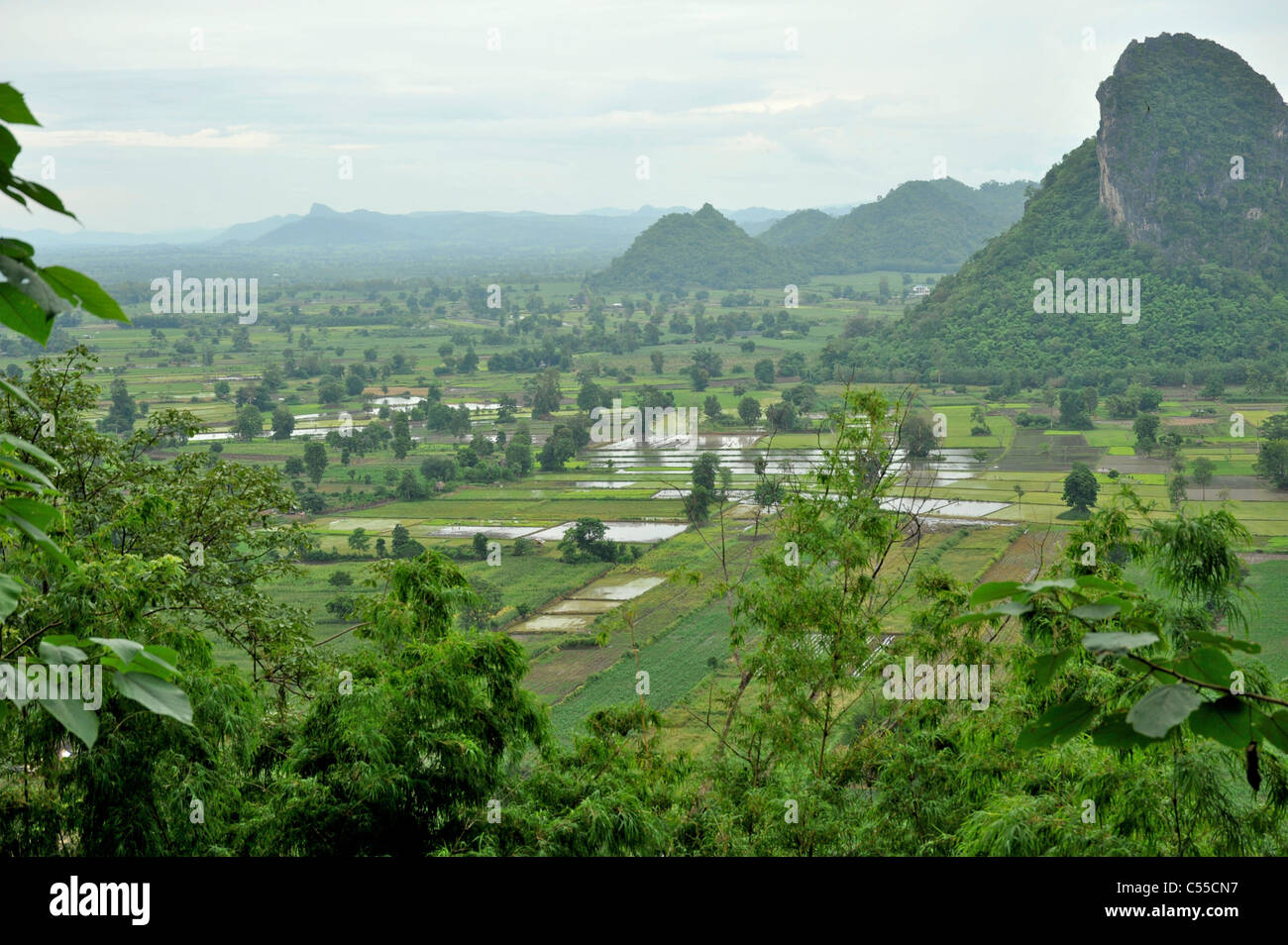Trees in a field, Erawan Cave, Na Wang District, Nong Bua Lamphu ...