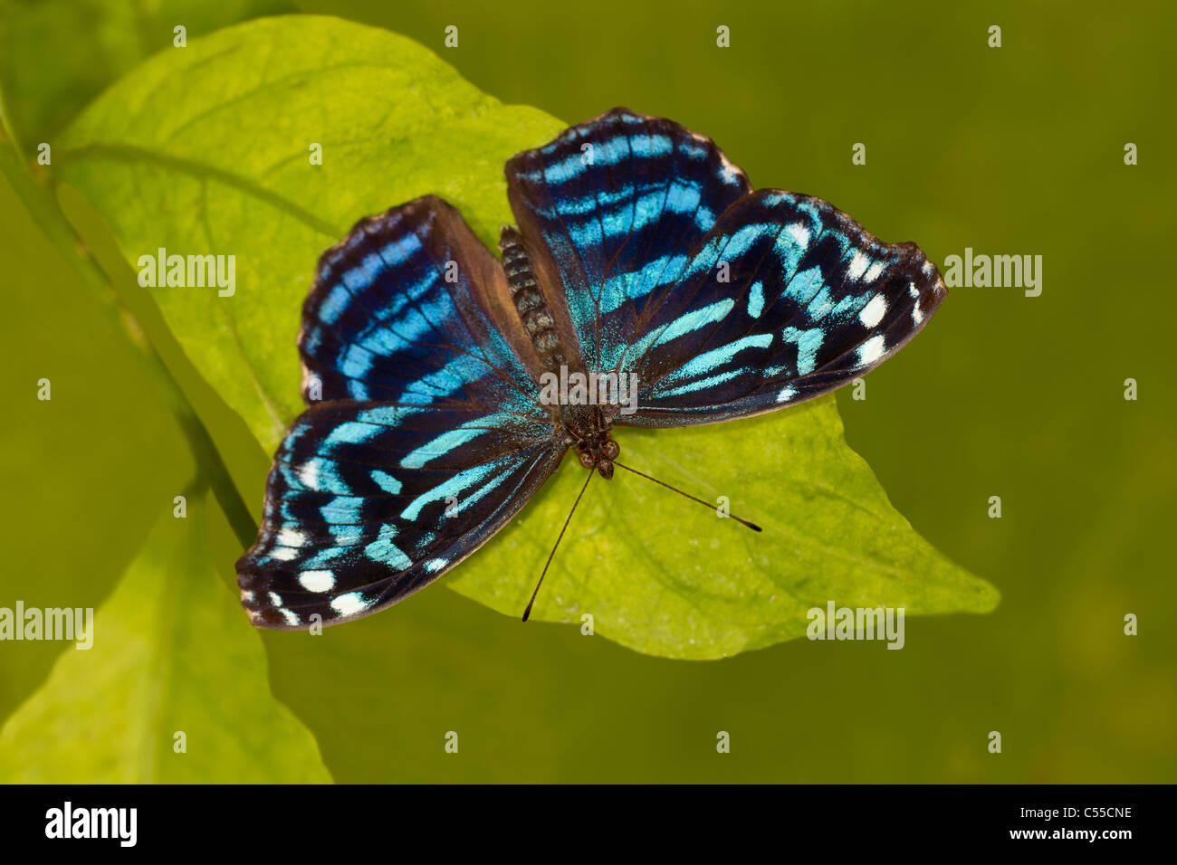 Mexican Bluewing Butterfly (Myscelia ethusa Stock Photo - Alamy