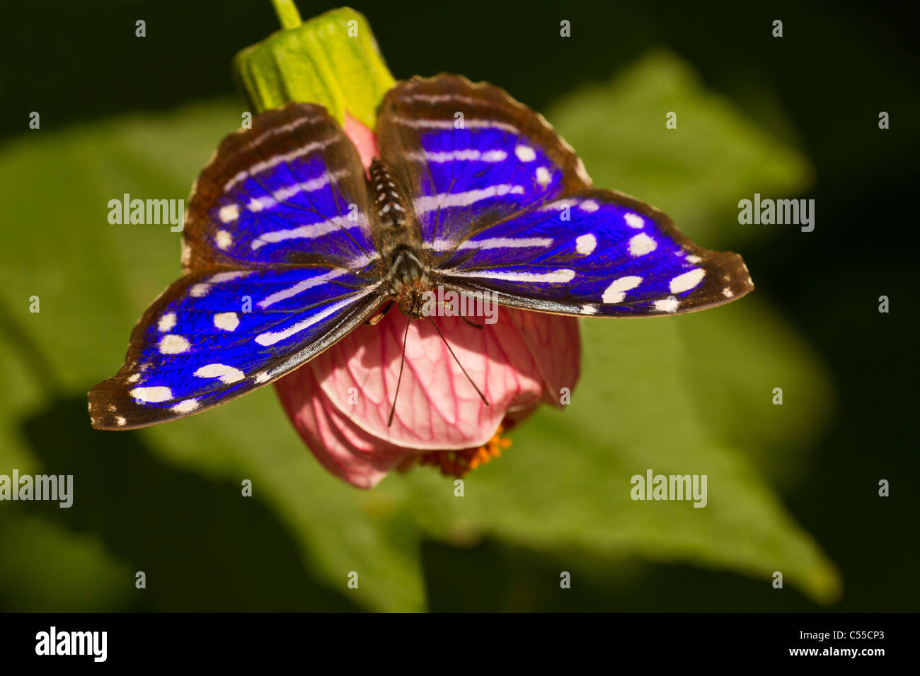 Tropical Blue Wave Butterfly (Myscelia cyaniris Stock Photo - Alamy