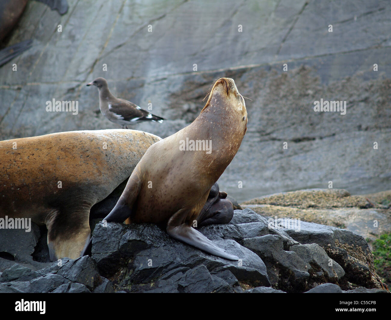 Beagle channel sea lion hi-res stock photography and images - Alamy