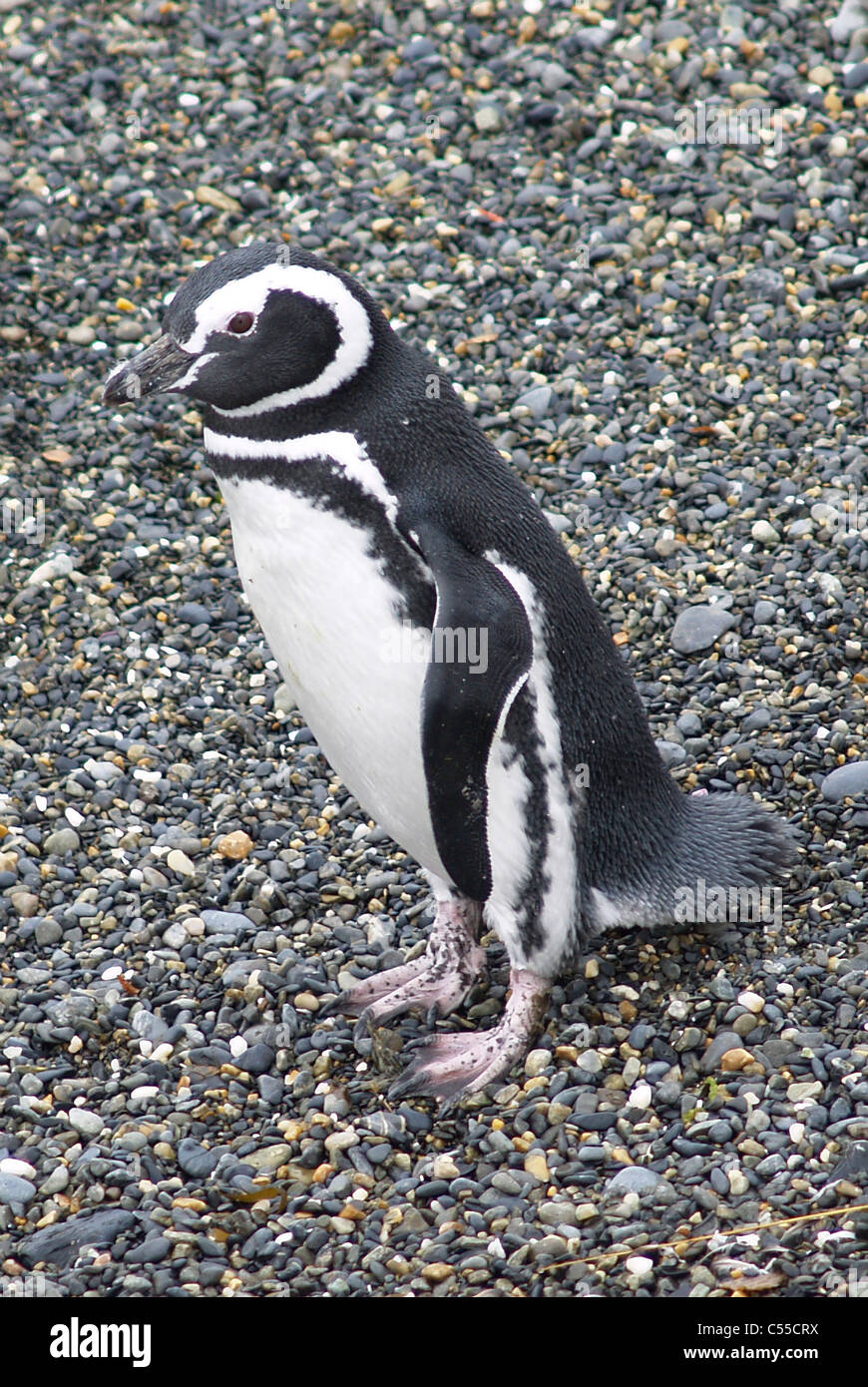 A Magellanic penguin on Penguin Island,Beagle Channel Stock Photo - Alamy