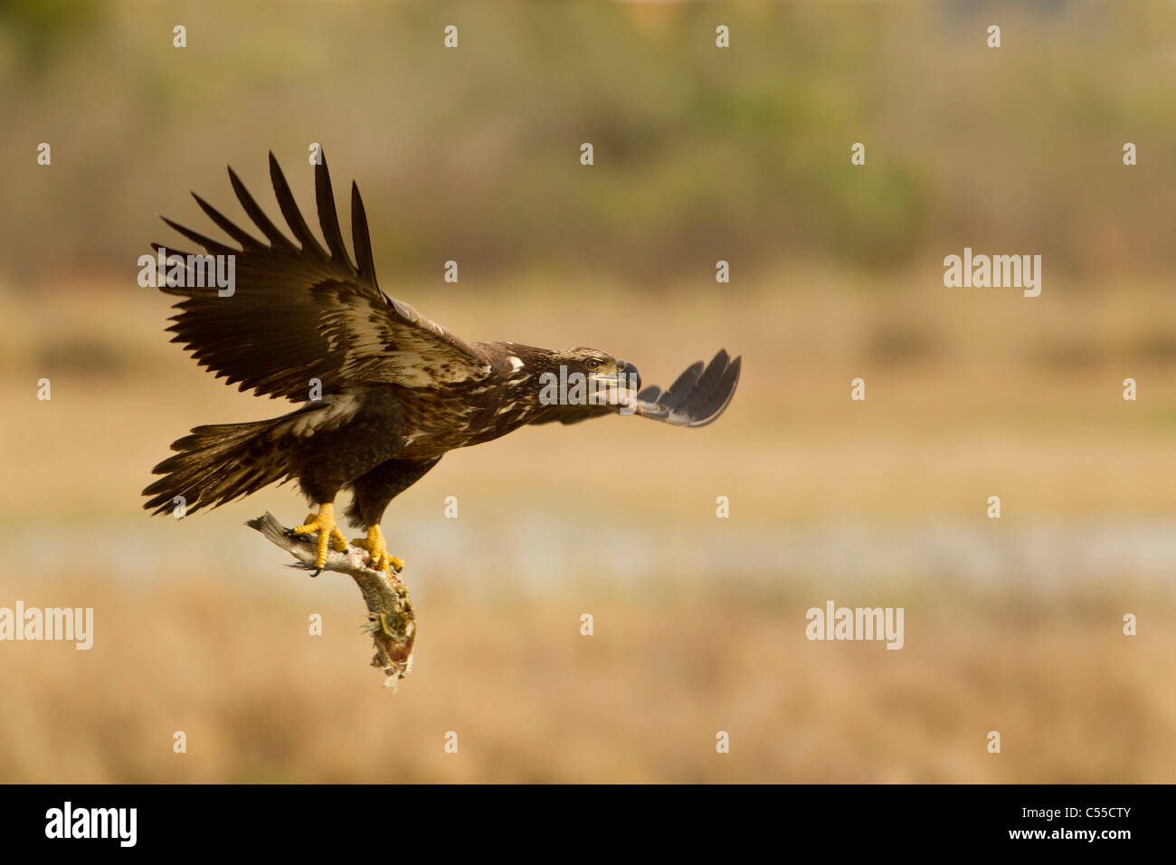 Bald eagle (Haliaeetus leucocephalus) catching a fish Stock Photo - Alamy Bald eagle (Haliaeetus leucocephalus) catching a fish Stock Photo - Alamy