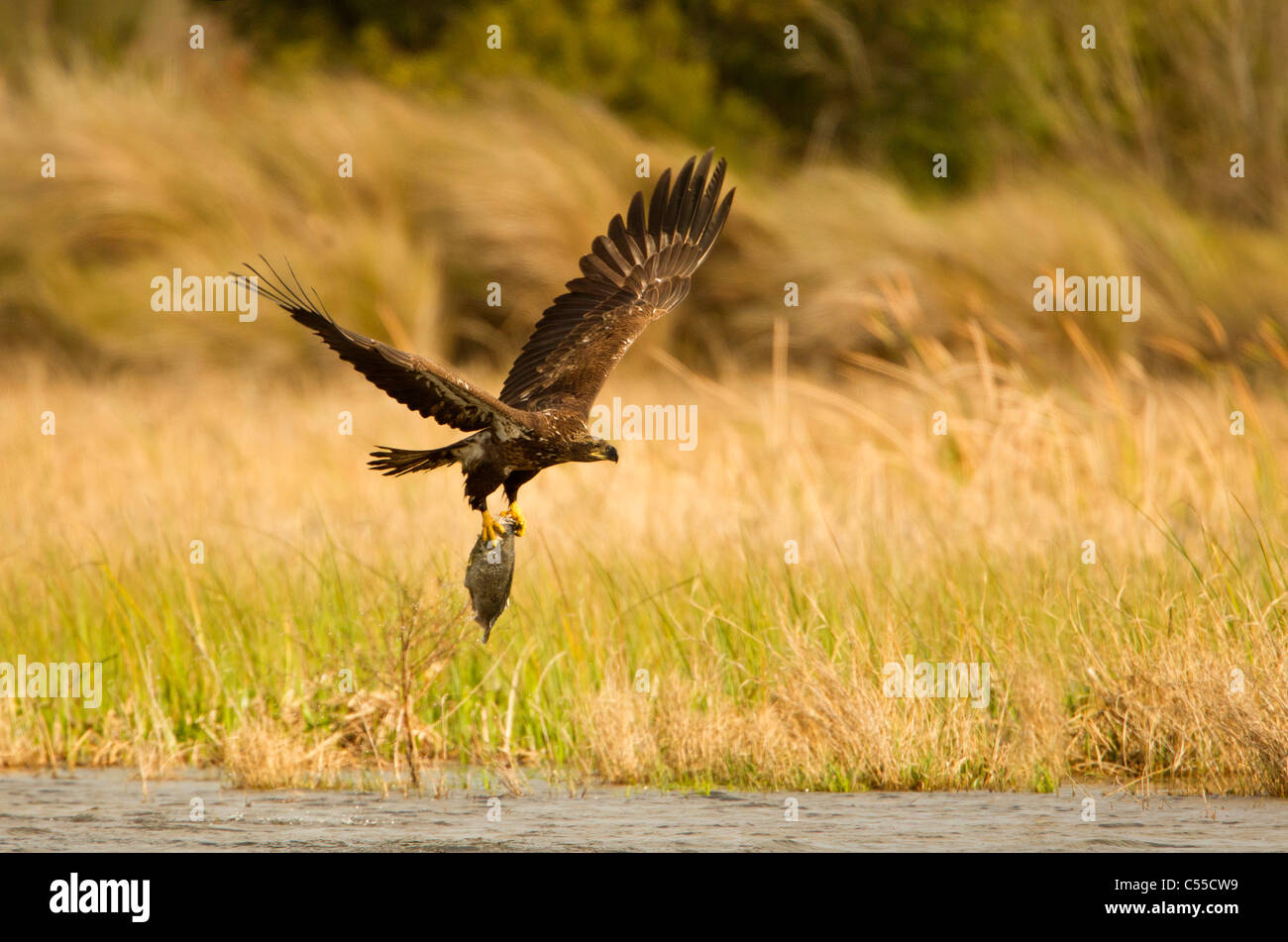 Bald eagle (Haliaeetus leucocephalus) catching a fish Stock Photo - Alamy Bald eagle (Haliaeetus leucocephalus) catching a fish Stock Photo - Alamy