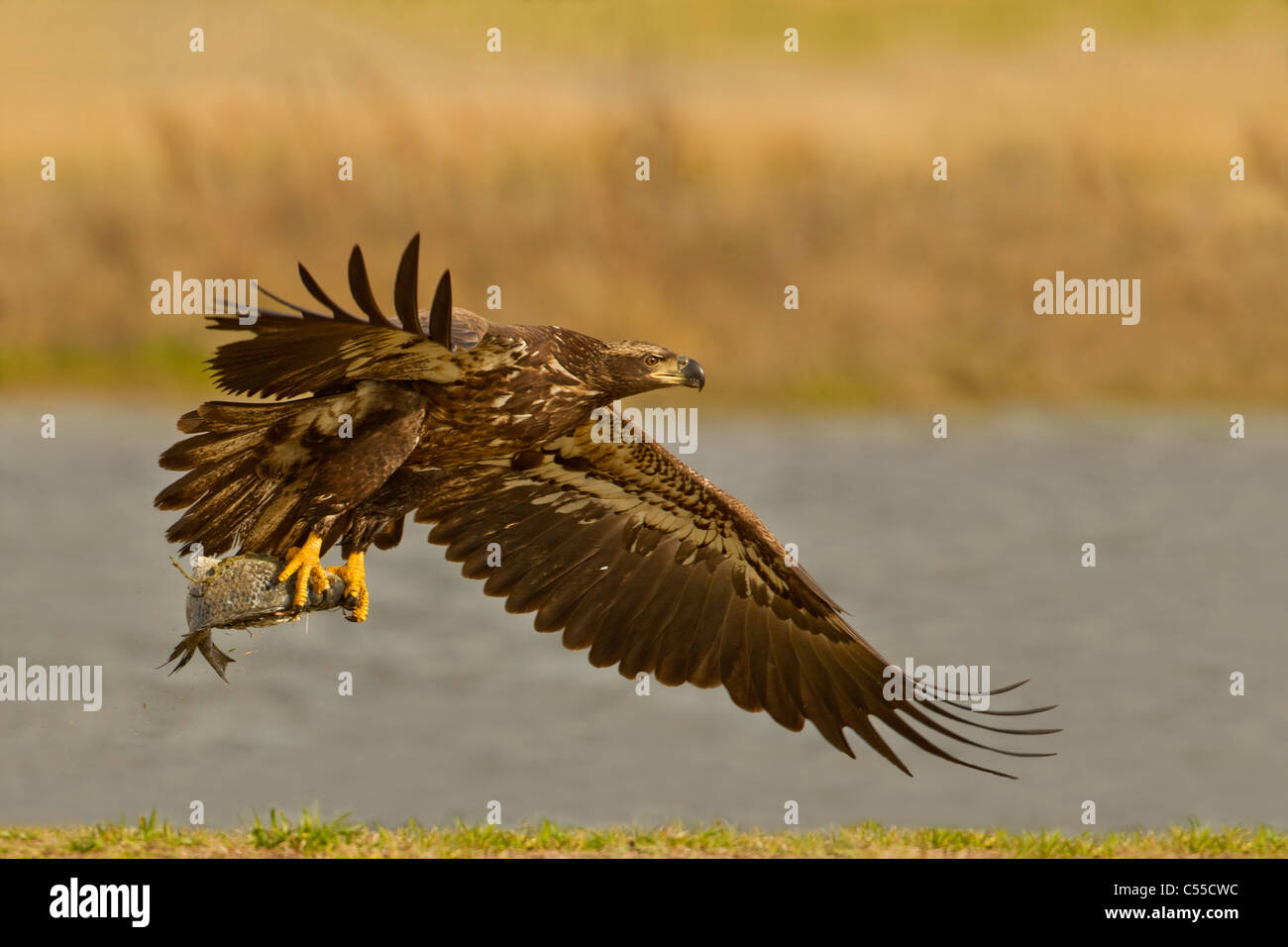 Bald eagle (Haliaeetus leucocephalus) catching a fish Stock Photo - Alamy Bald eagle (Haliaeetus leucocephalus) catching a fish Stock Photo - Alamy