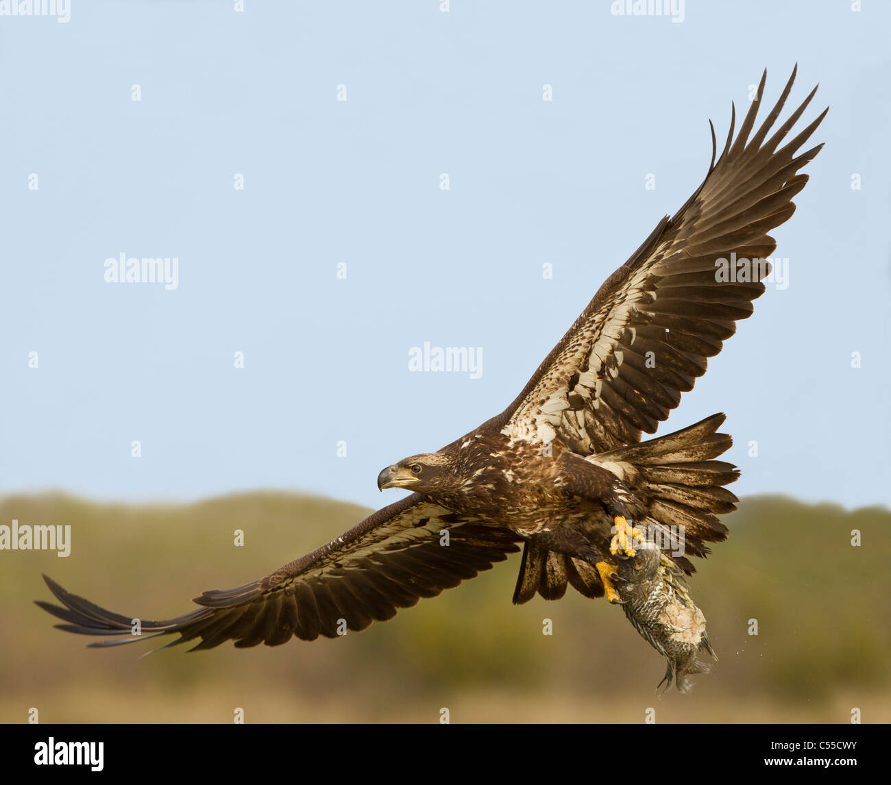 Eagle Flying Catching Fish High Resolution Stock Photography and Images ...
