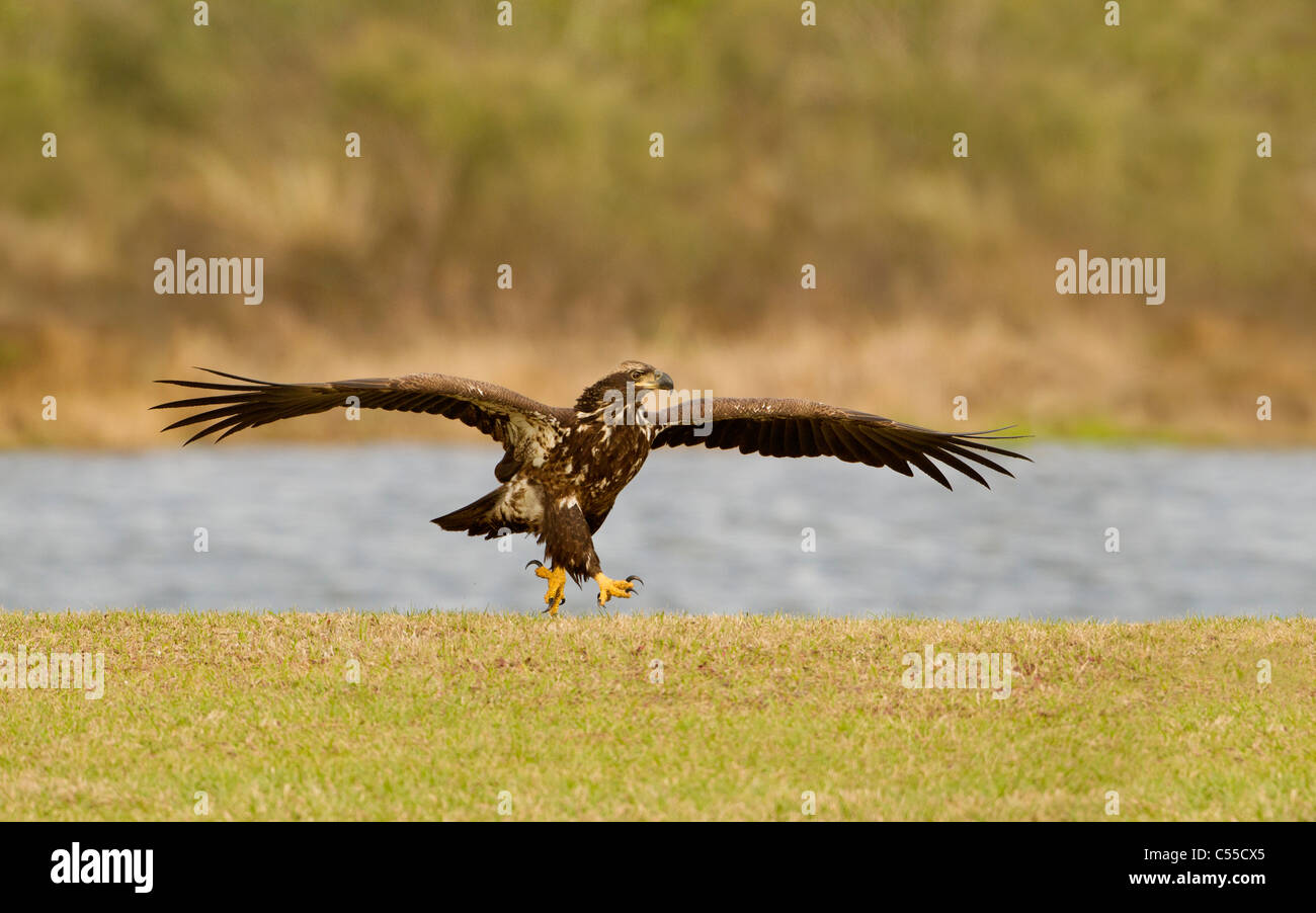 Bald eagle walking hi-res stock photography and images - Alamy