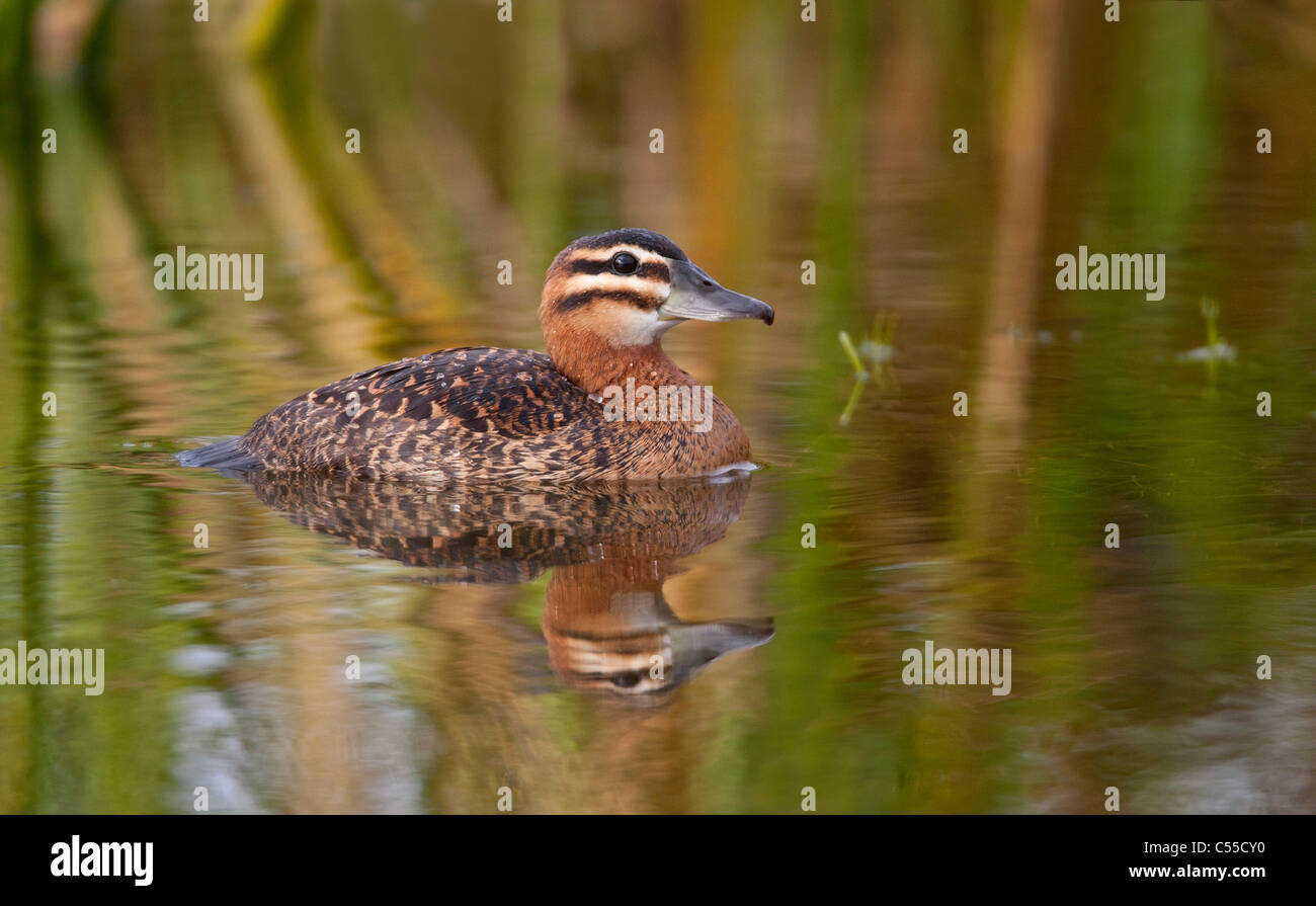 Masked duck hi-res stock photography and images - Alamy