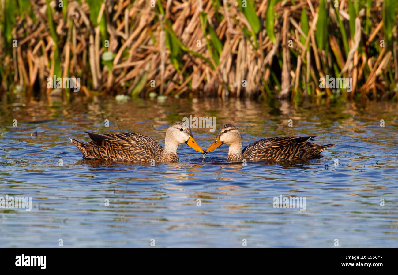 Mottled duck anas fulvigula pair hi-res stock photography and images ...