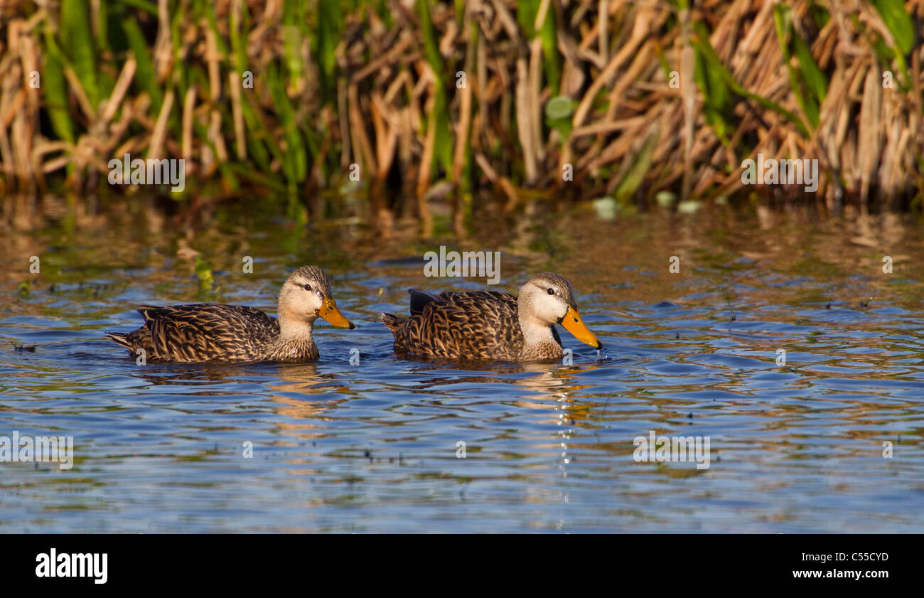 Mottled duck anas fulvigula pair hi-res stock photography and images ...