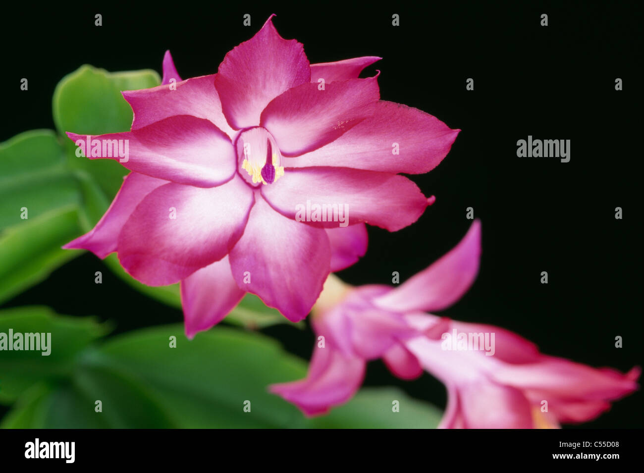 Thanksgiving Cactus Schlumbergera Truncata Brazil Stock Photo - Alamy