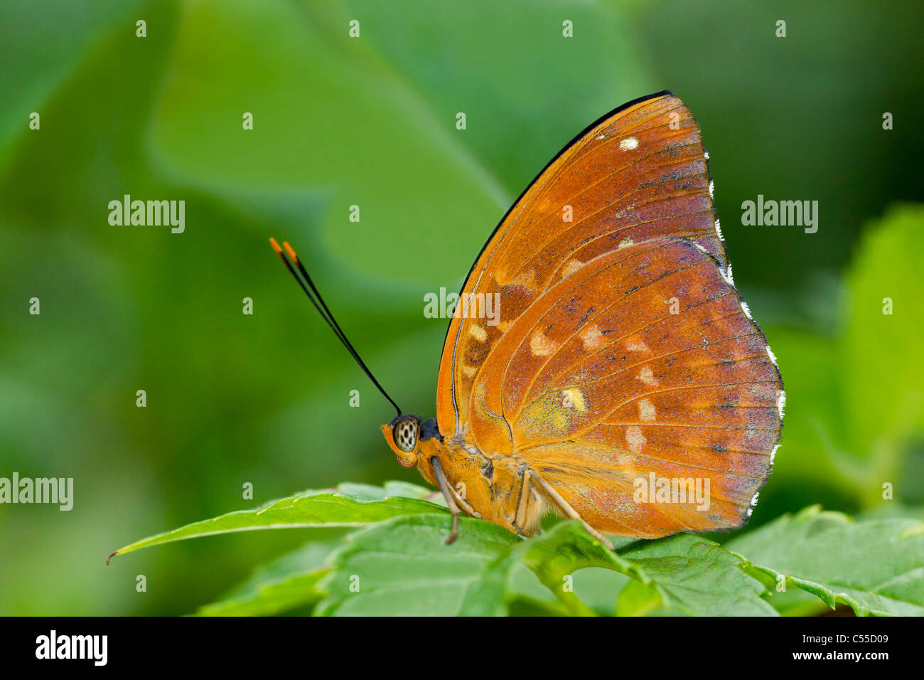 Female common archduke hi-res stock photography and images - Alamy