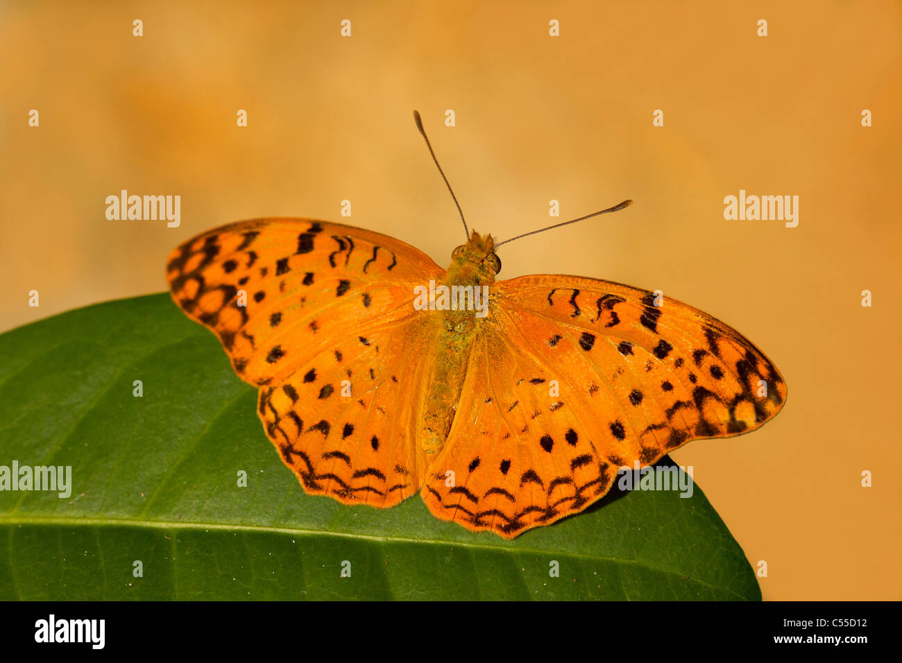 Phalanta phalantha phalantha hi-res stock photography and images - Alamy