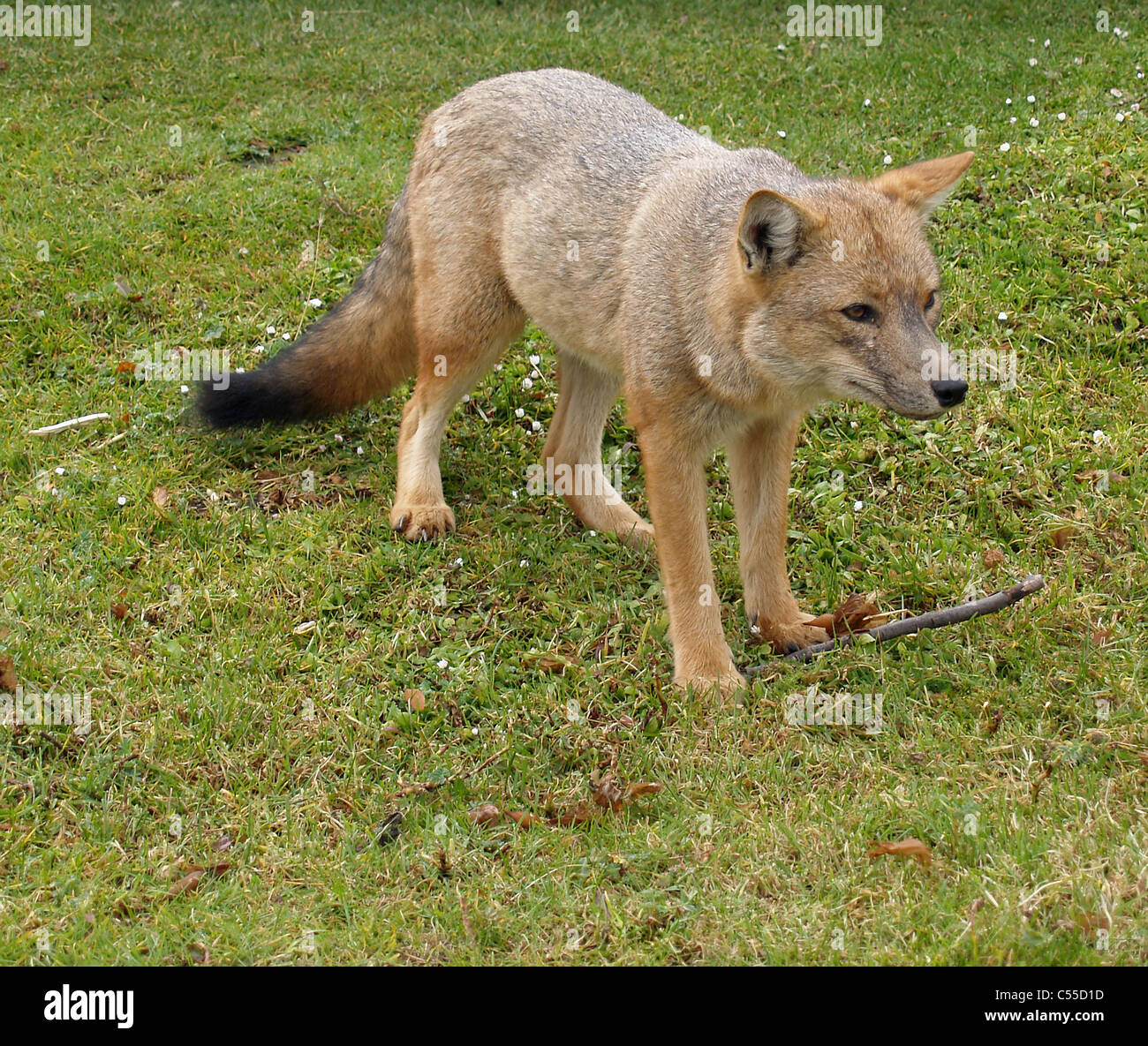 South American gray fox Patagonia Stock Photo - Alamy