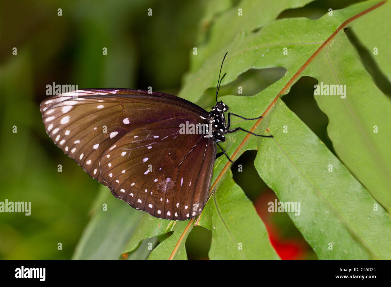 King crow hi-res stock photography and images - Alamy
