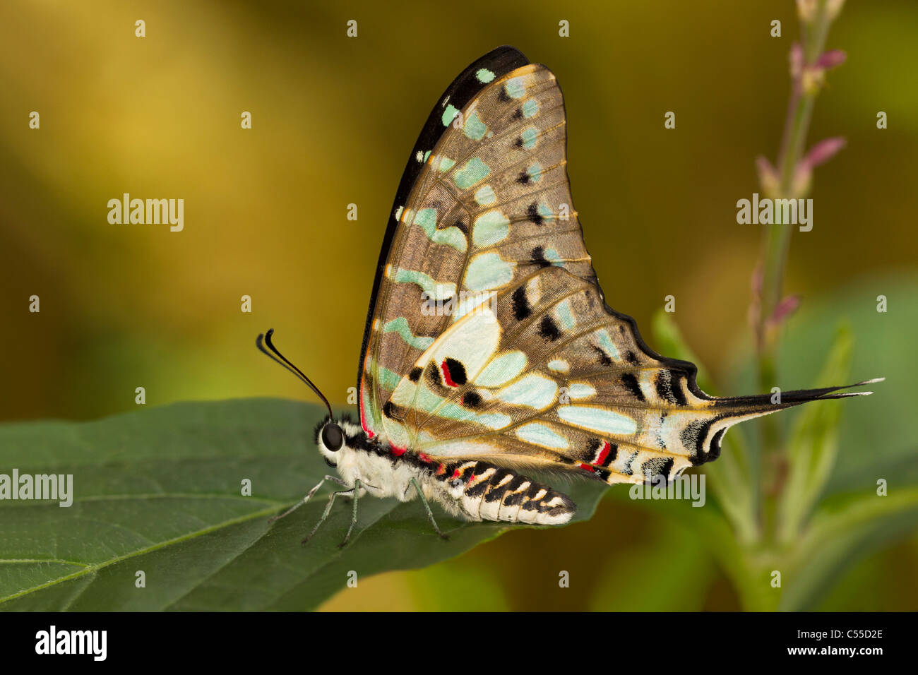 Green swordtail hi-res stock photography and images - Alamy