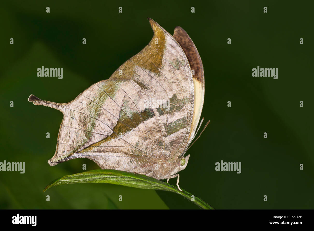Pearly Leafwing butterfly (Consul electra electra) on a leaf Stock ...