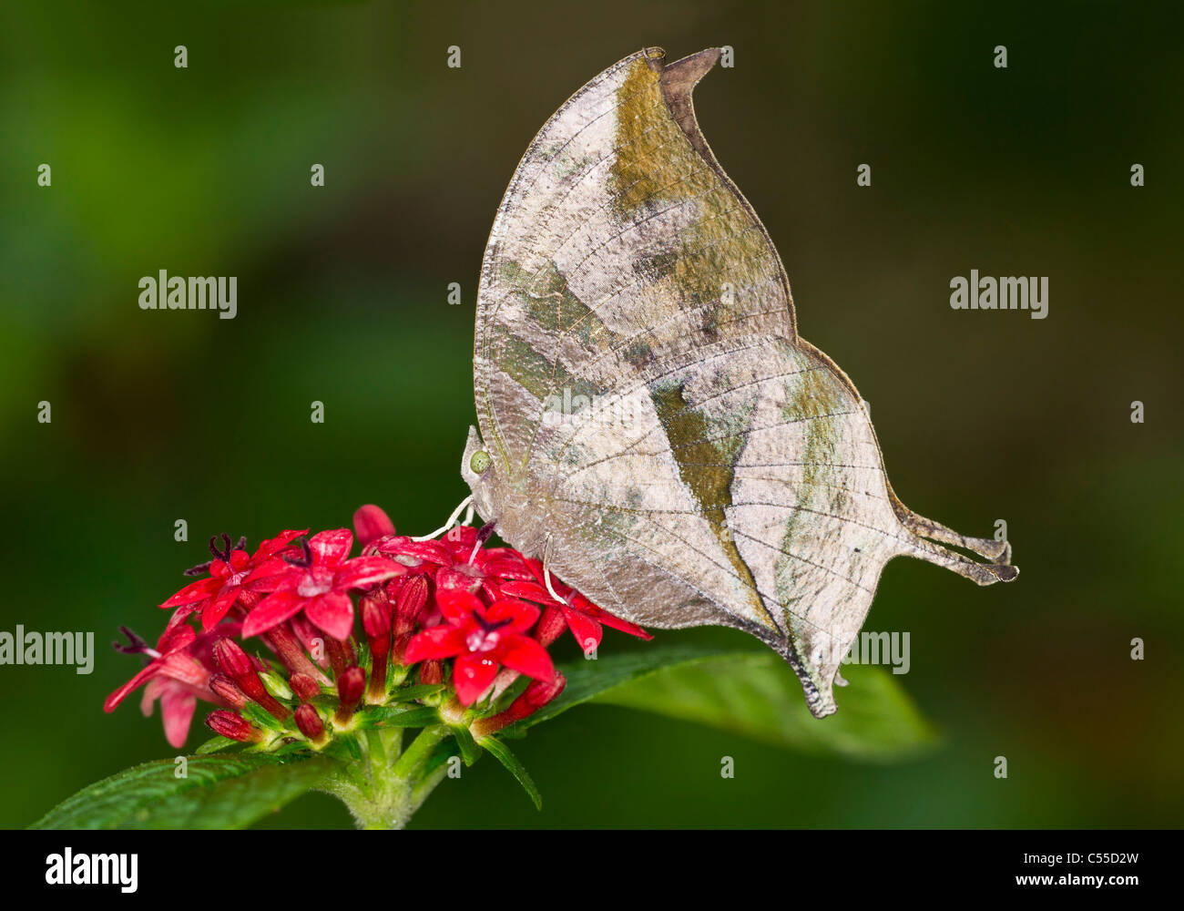 Consul electra hi-res stock photography and images - Alamy