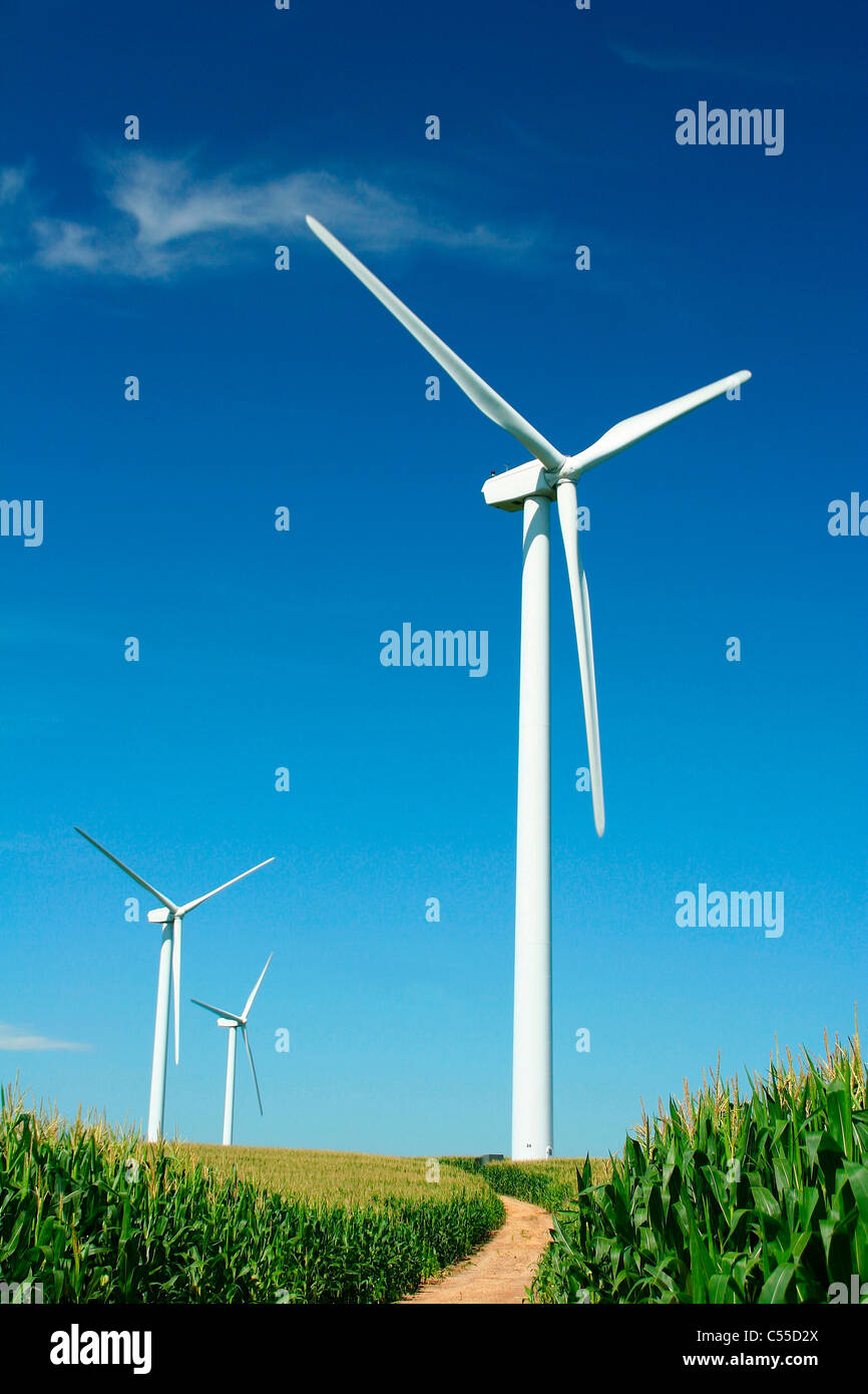 Wind turbines in a corn crop, Minnesota, USA Stock Photo - Alamy