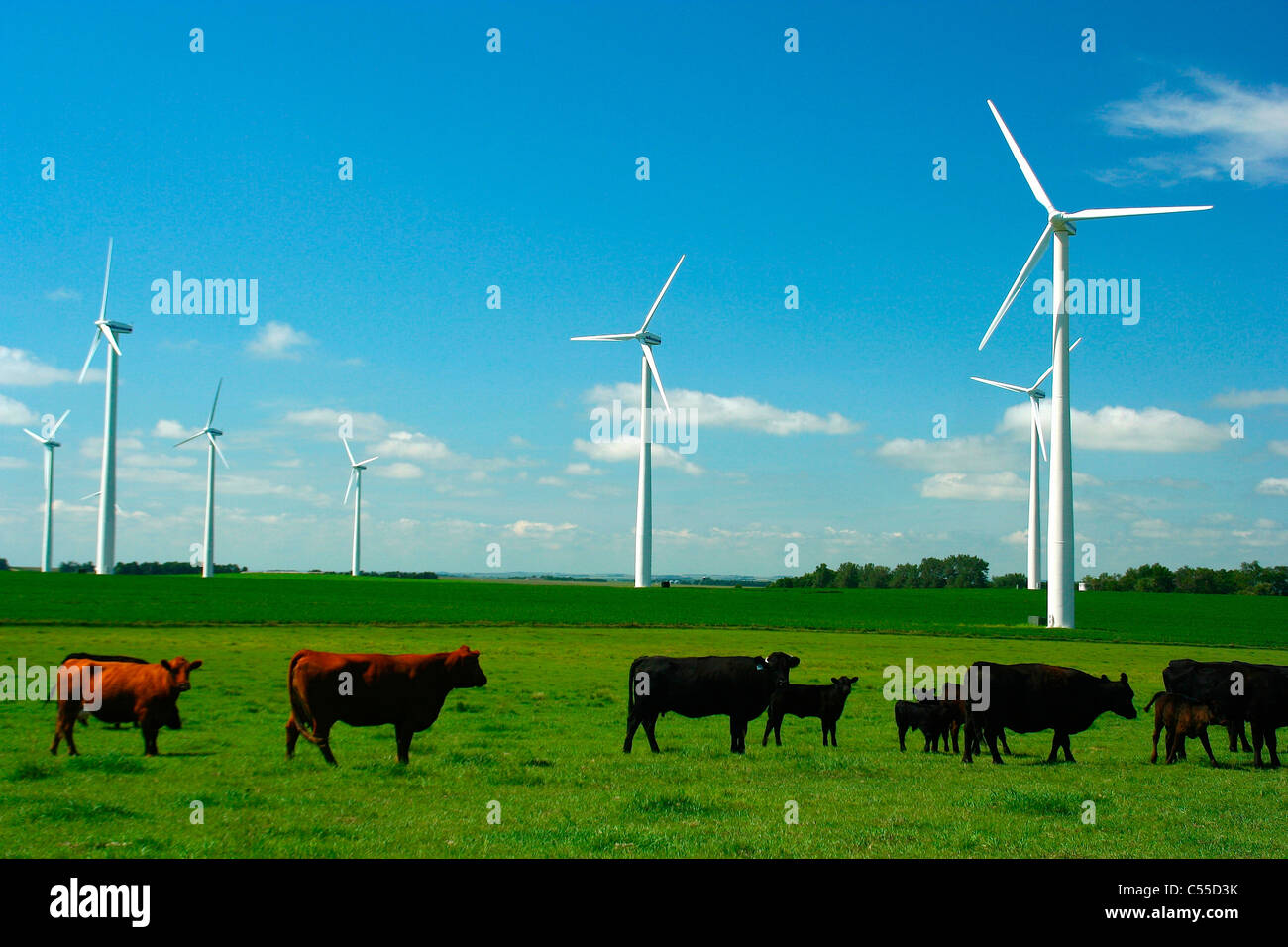 Wind turbines and a herd of cattle in a field, Minnesota, USA Stock ...