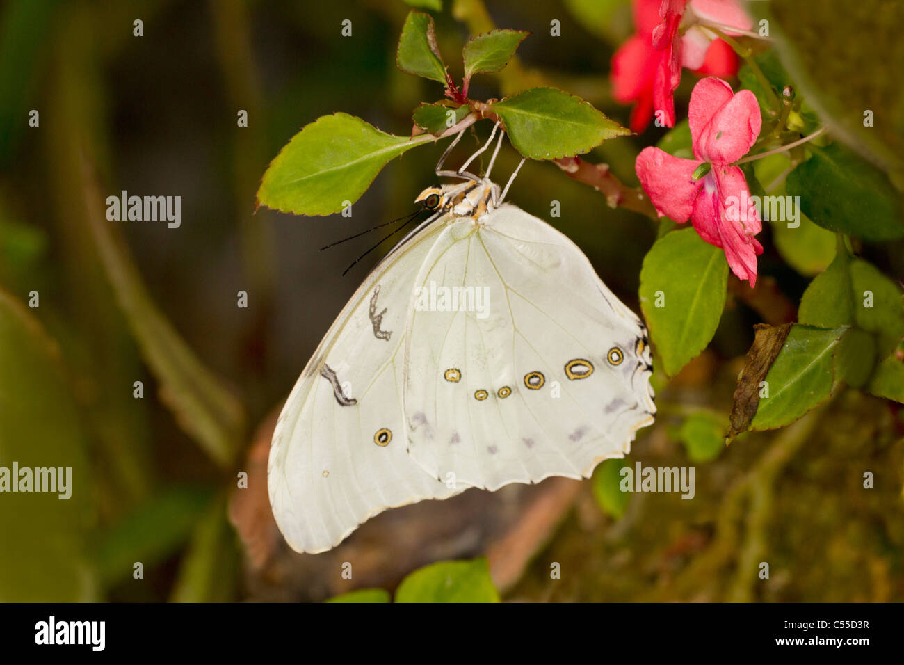 Close-up of a White Morpho butterfly (Morpho polyphemus) on a green ...