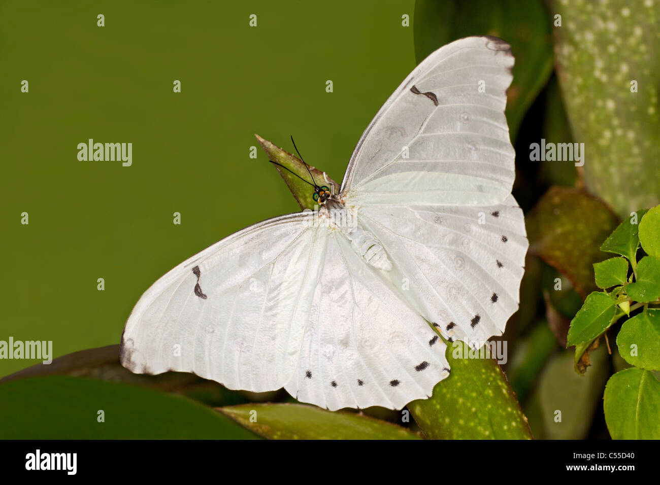 Close-up of a White Morpho butterfly (Morpho polyphemus) on a green ...