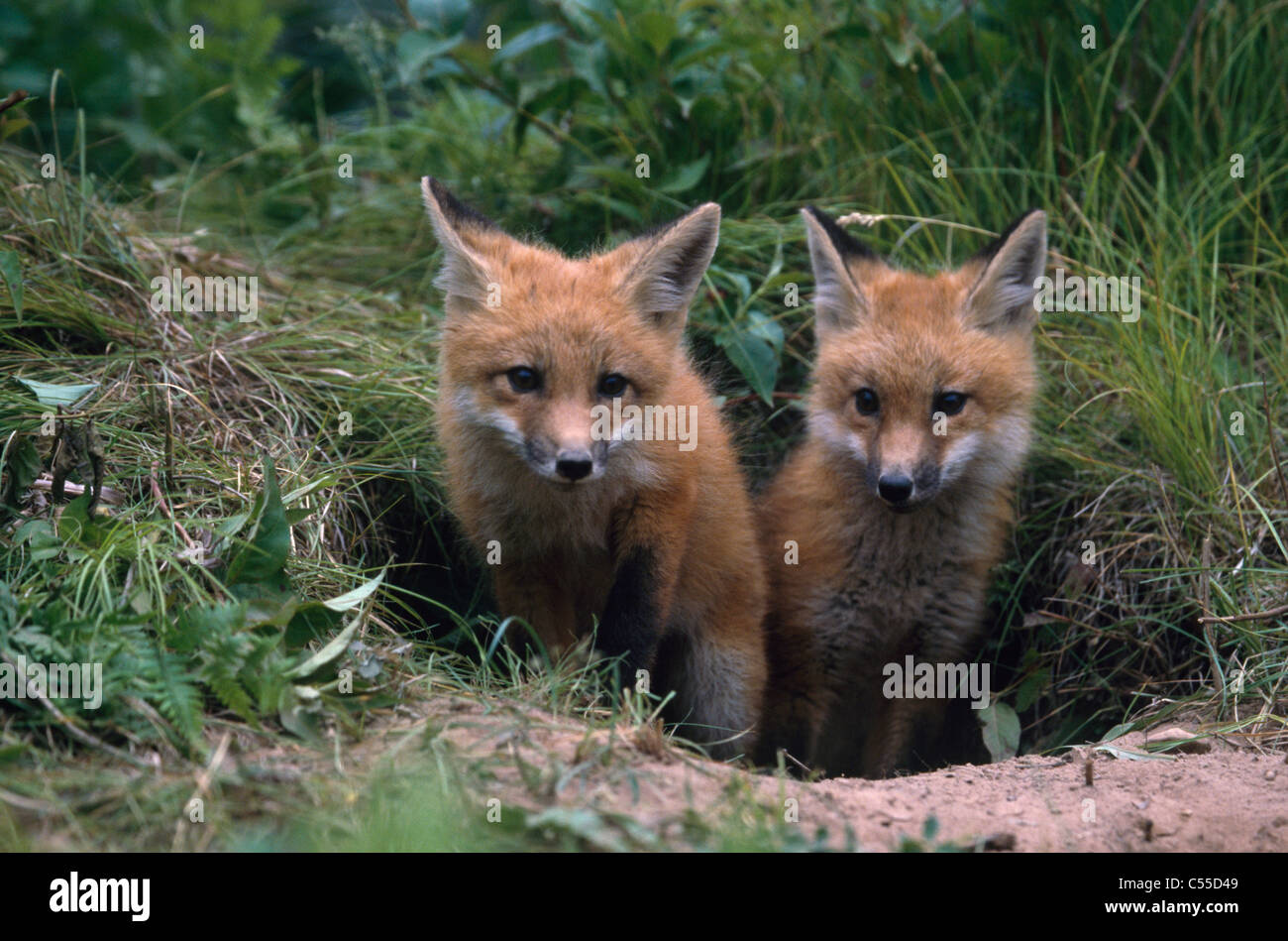 Close-up of two Red Fox pups standing out of their den (Vulpes vulpes ...