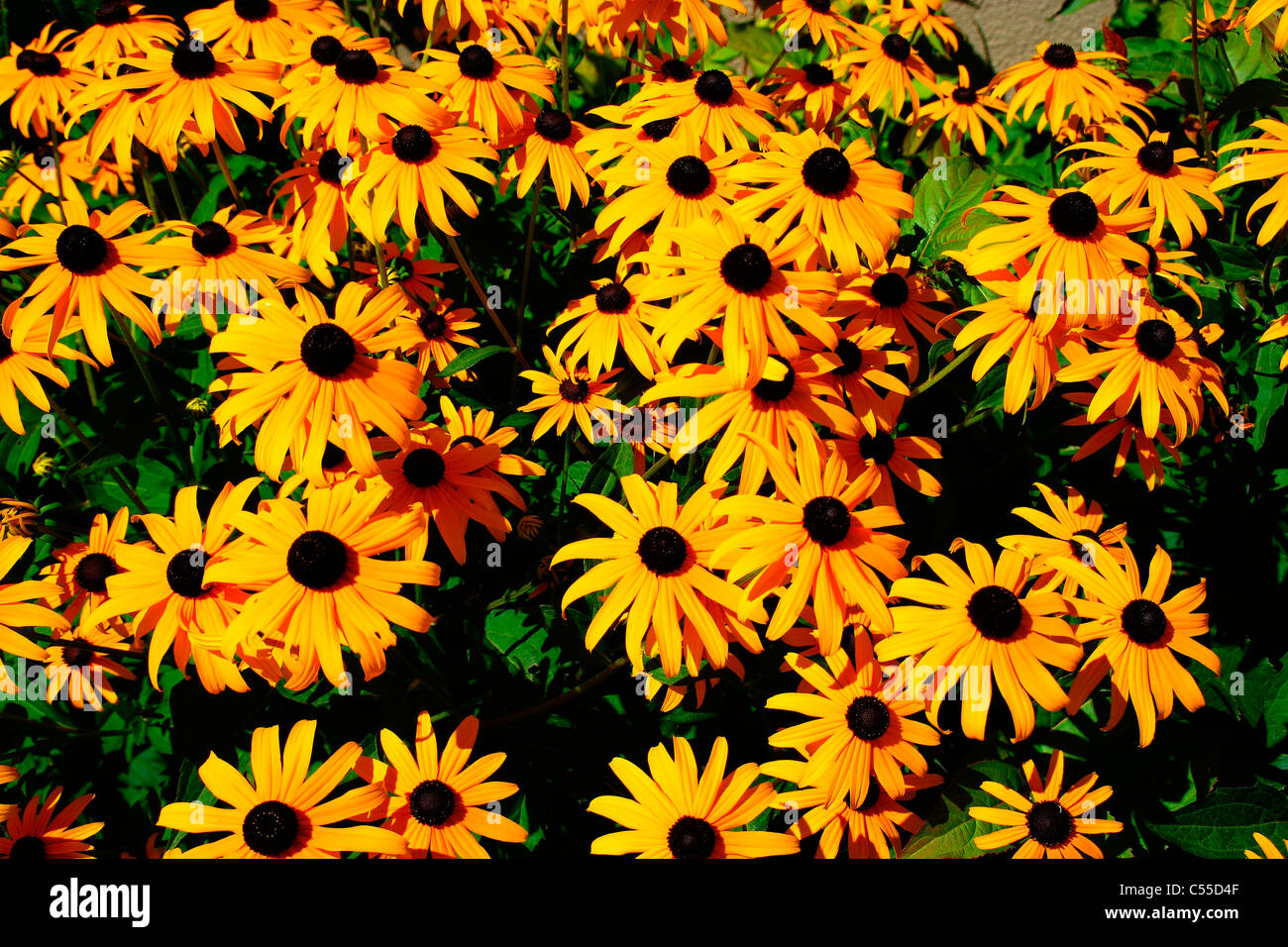 Yellow prairie coneflowers hi-res stock photography and images - Alamy
