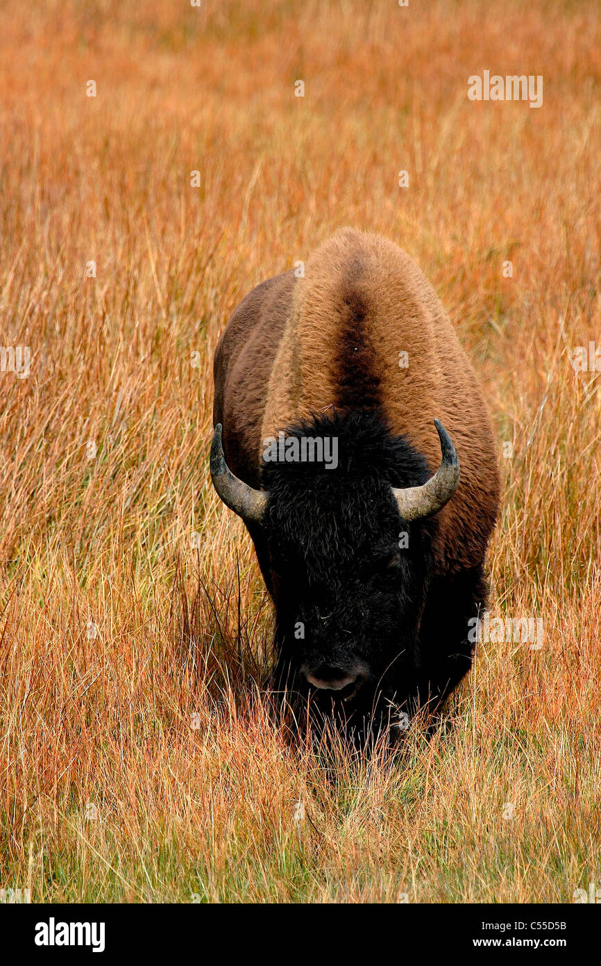 American bison (Bison bison) grazing in a field, Yellowstone National ...
