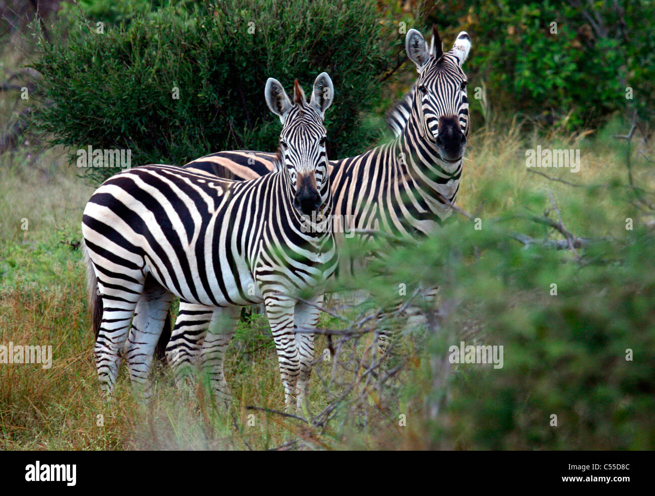 Zebras standing in a forest hi-res stock photography and images - Alamy