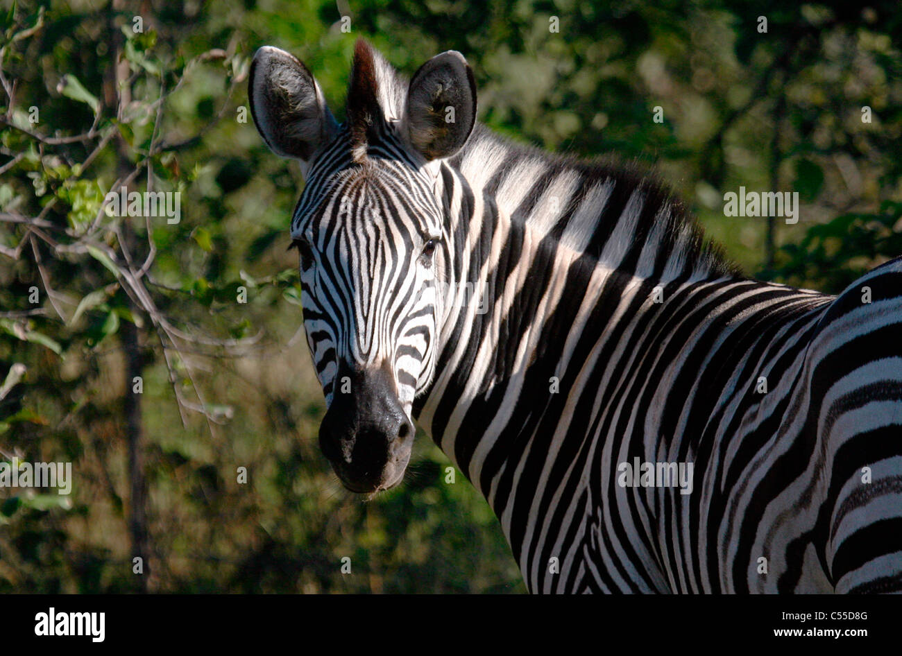 Close-up of a Zebra in a forest, Botswana Stock Photo - Alamy