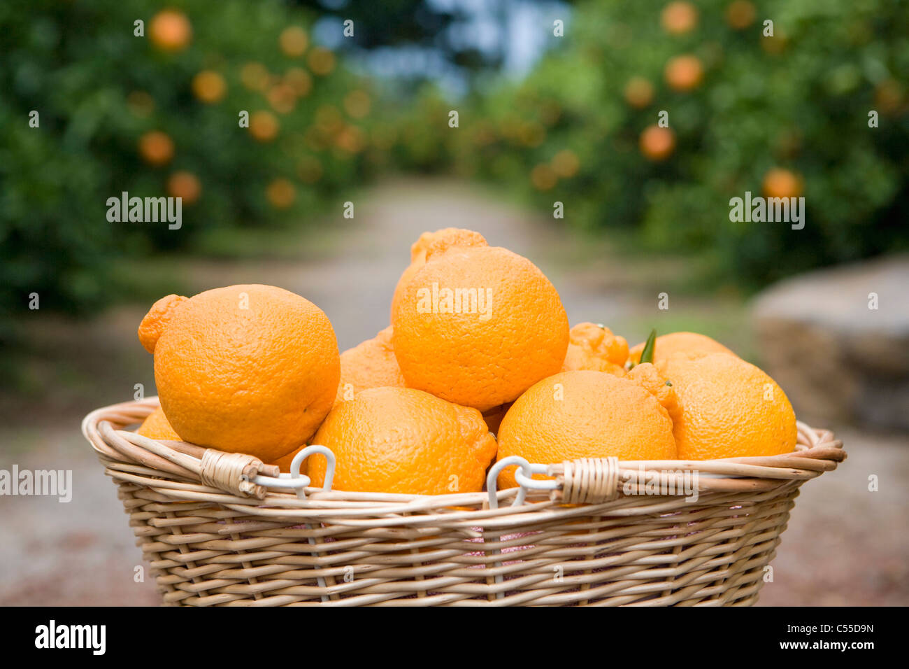 hallabong in basket Stock Photo - Alamy