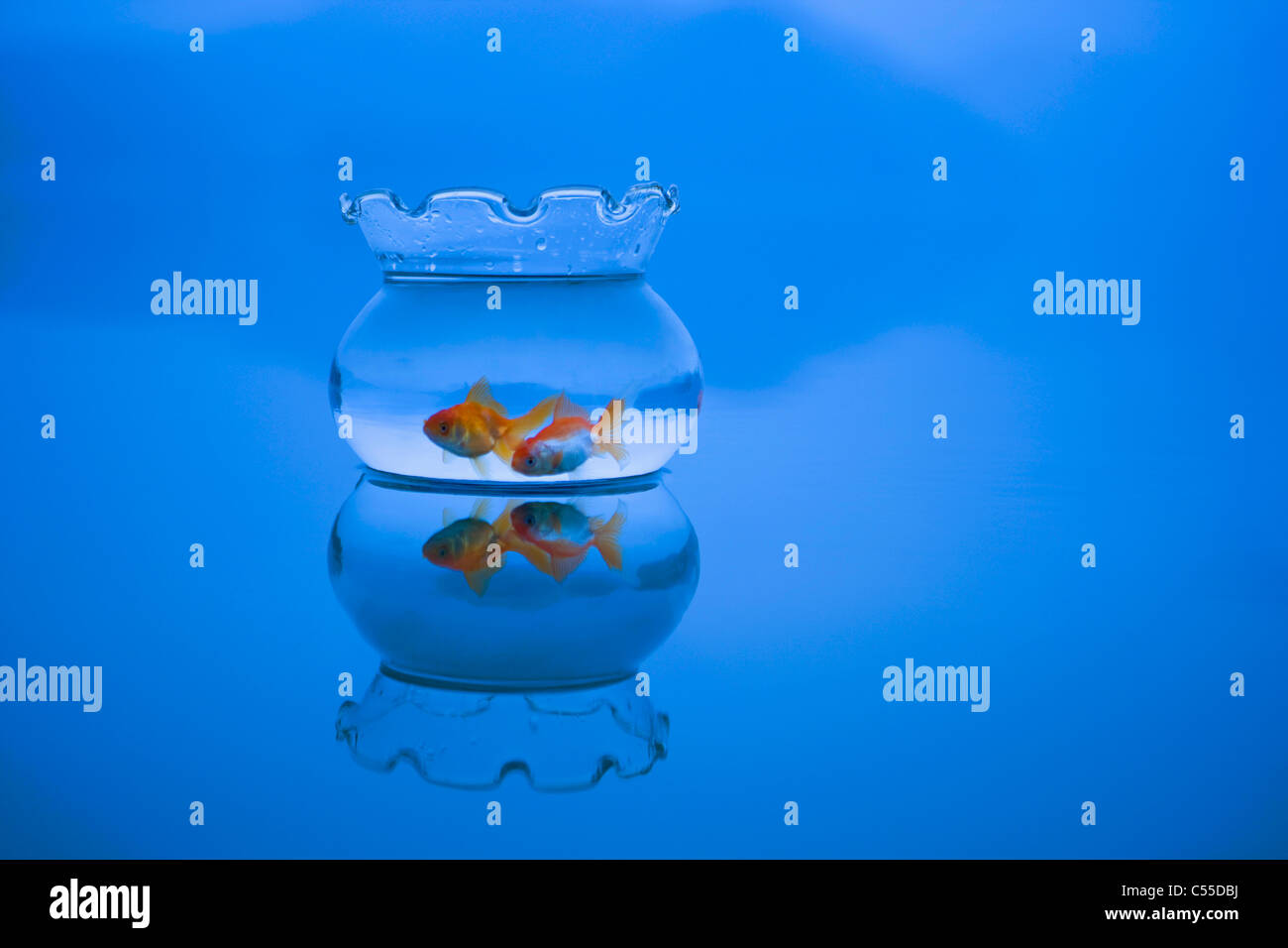 goldfish in fishbowl Stock Photo - Alamy