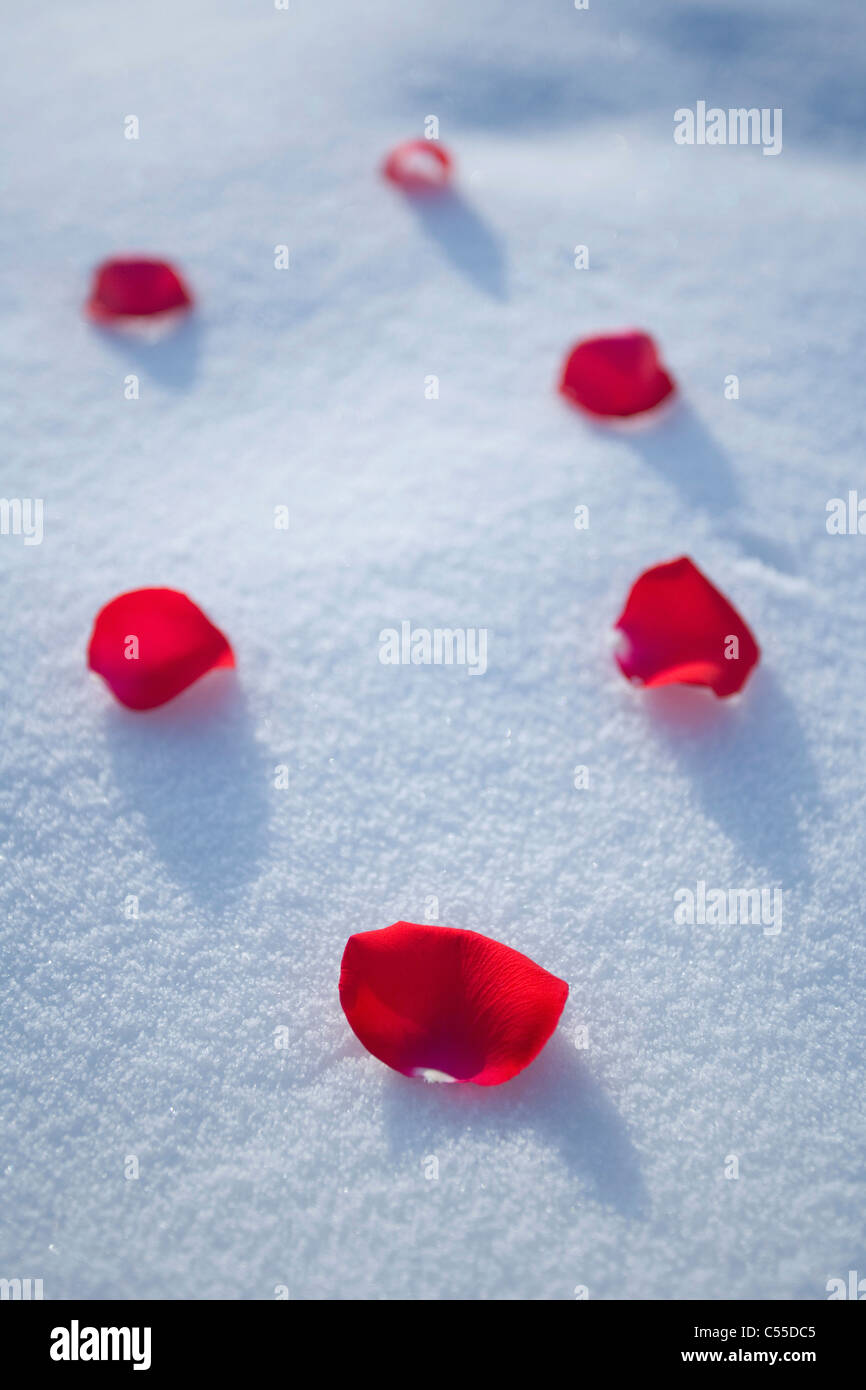 rose petals on snowy field Stock Photo - Alamy