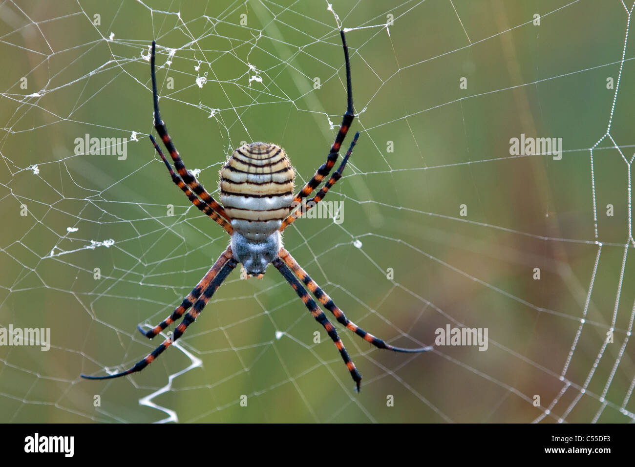 whitebacked garden spider Stock Photo - Alamy