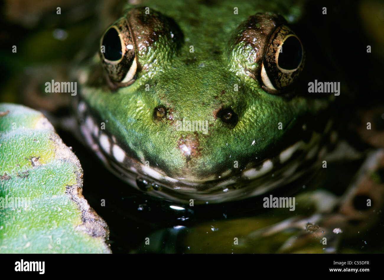 Leopard frog image hi-res stock photography and images - Alamy