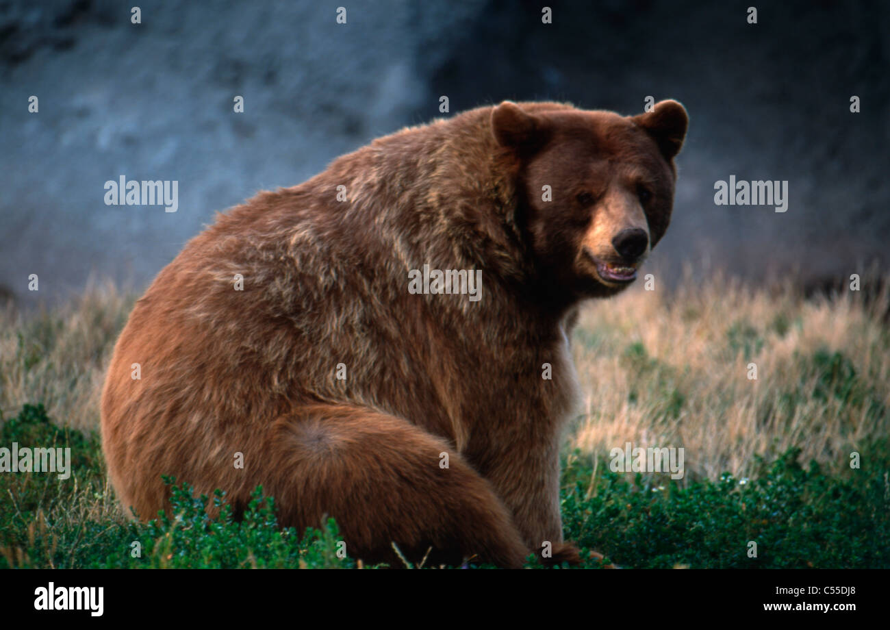Black Bear looking at camera Stock Photo - Alamy