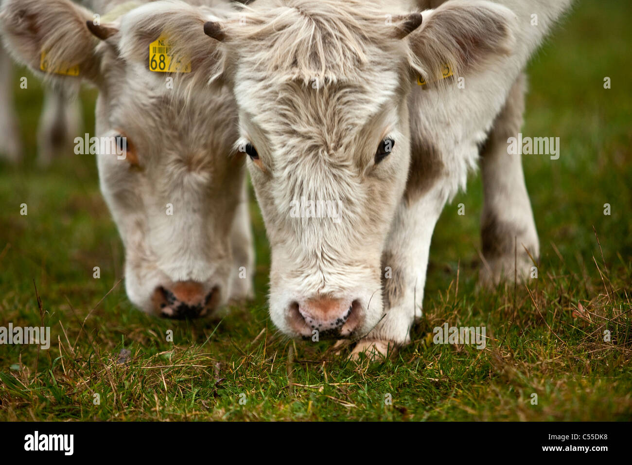 The Netherlands, Winterswijk, Cows Stock Photo - Alamy
